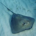Top 15 Stingray Facts - Types, Diet, Migration & More - Facts.net