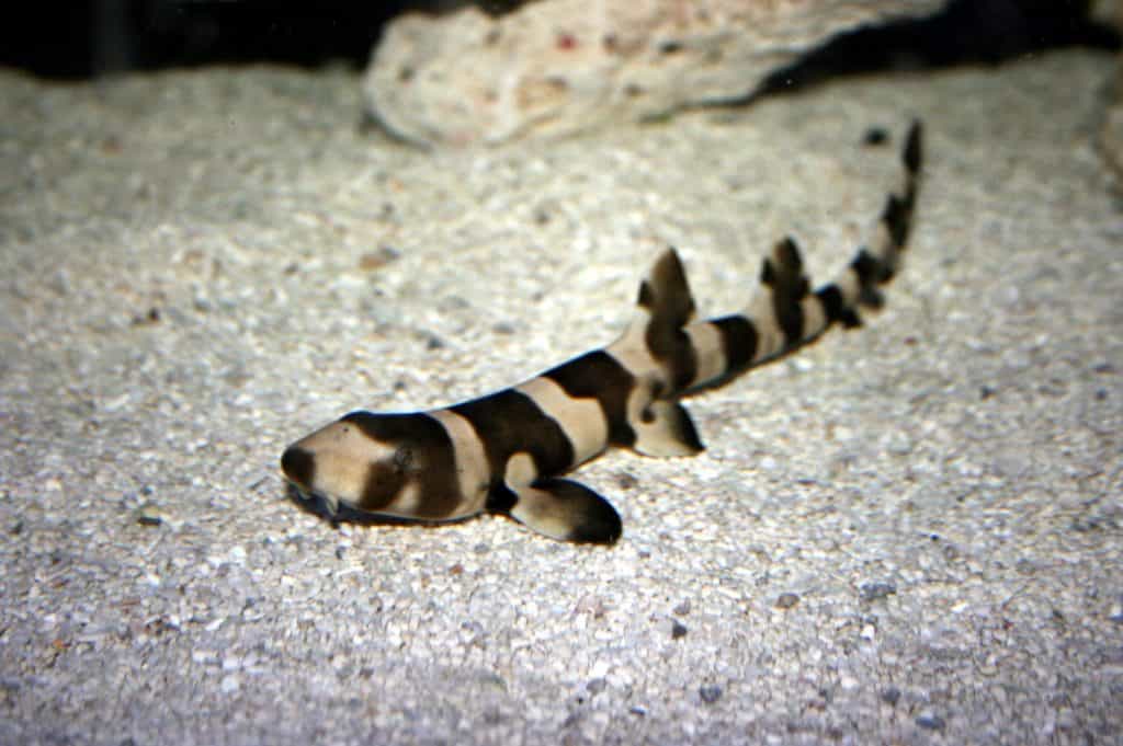 70 Thrilling Shark Facts That Will Surprise You - Facts.net