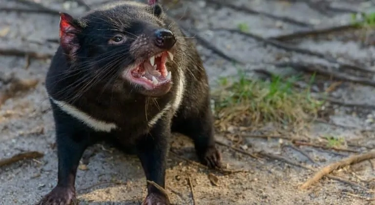 55 Feral Tasmanian Devil Facts That Will Shock You - Facts.net