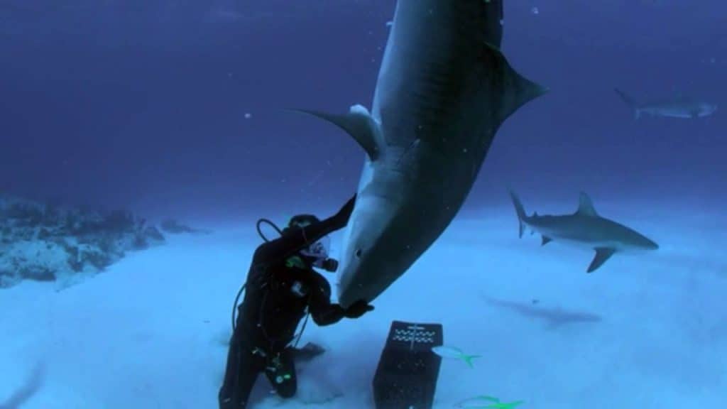 70 Thrilling Shark Facts That Will Surprise You - Facts.net