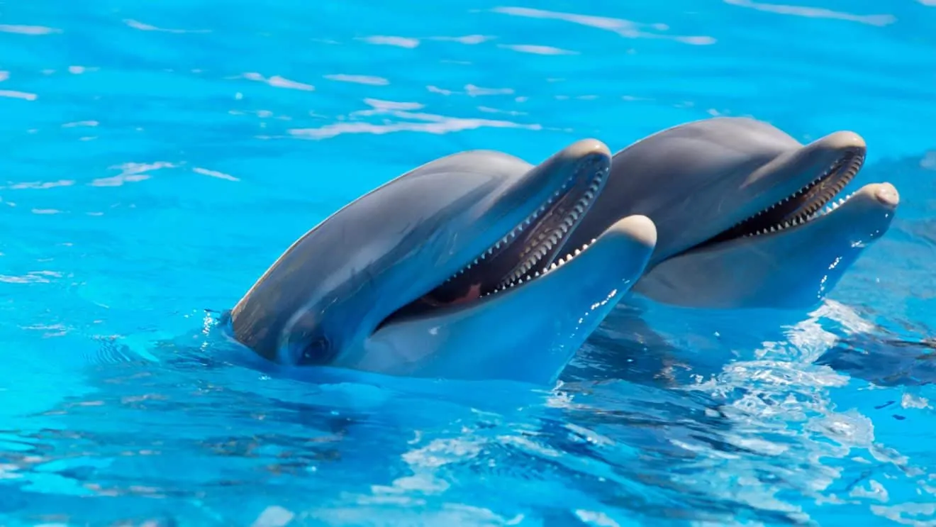 65 Playful Dolphin Facts To Entertain You - Facts.net