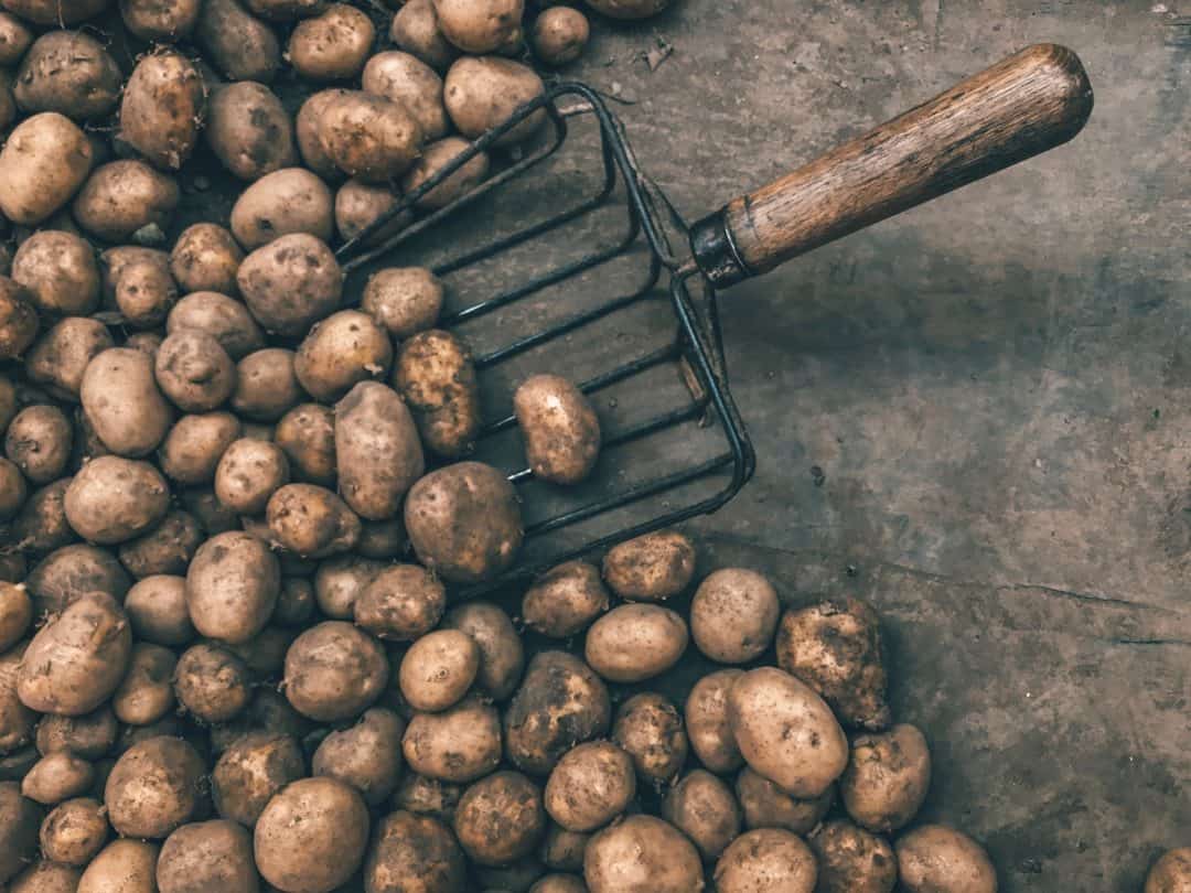 50 Surprising Potato Facts Nobody Tells You About - Facts.net