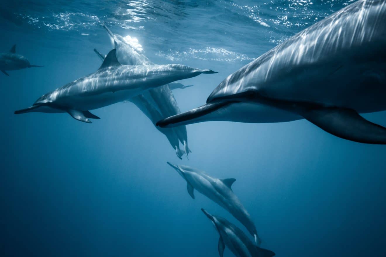 65 Playful Dolphin Facts To Entertain You - Facts.net