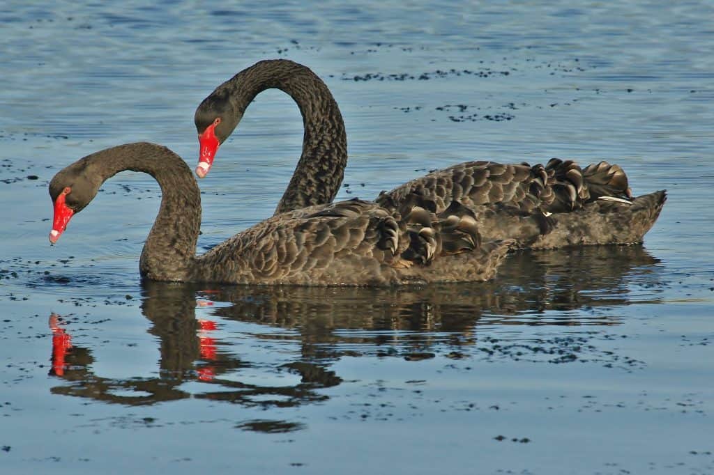 14 Homosexual Species In The Animal Kingdom You Never Knew - Facts.net