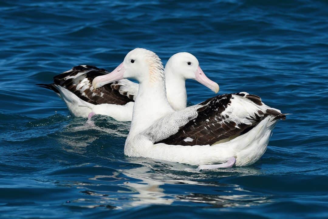 14 Homosexual Species In The Animal Kingdom You Never Knew - Facts.net