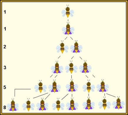 40 Fun Fibonacci Facts You Cannot Miss - Facts.net