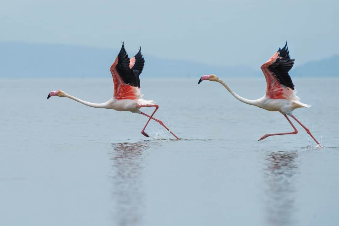 30 Strange Flamingo Facts That You Never Knew About - Facts.net