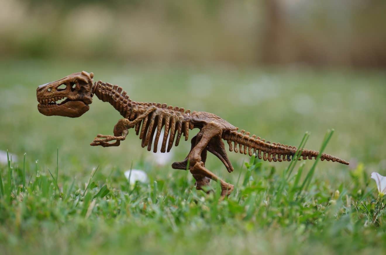 30 Bizarre Fossil Facts and Other Rare Finds - Facts.net