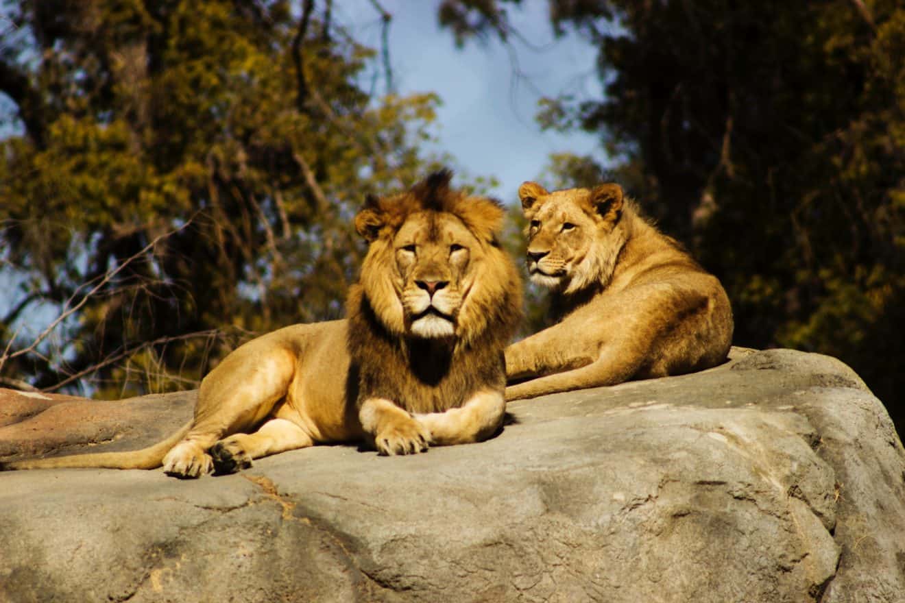 14 Homosexual Species In The Animal Kingdom You Never Knew - Facts.net
