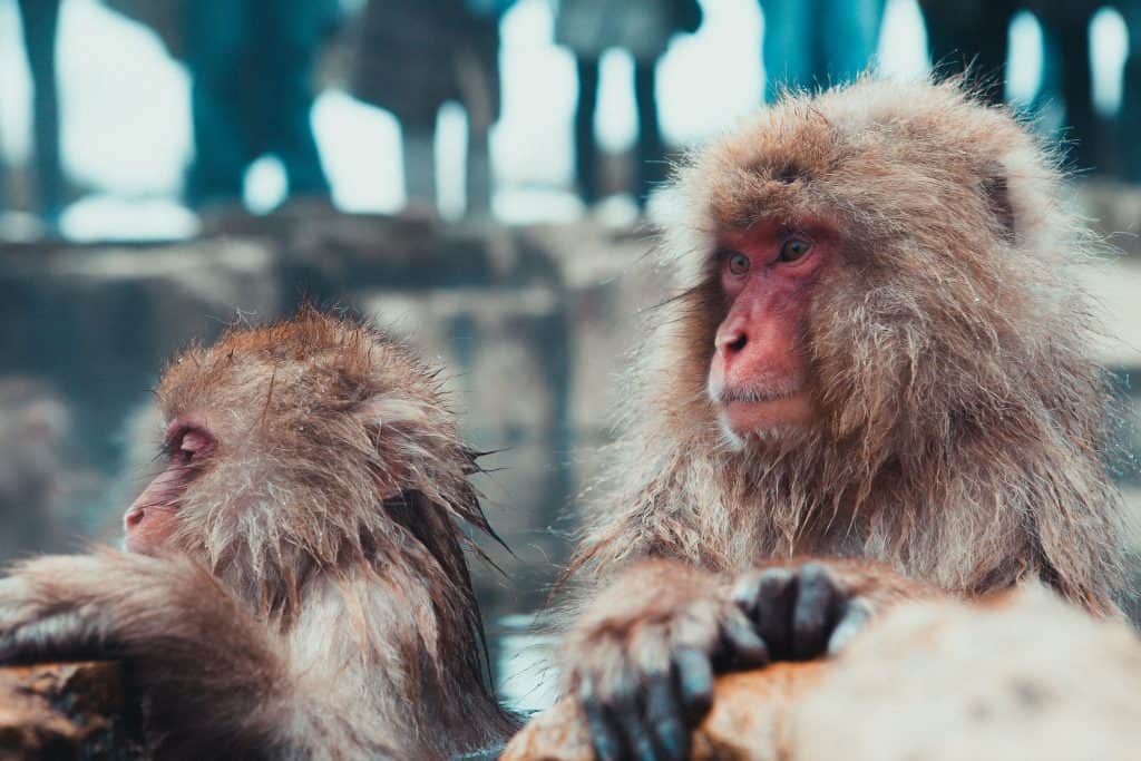 14 Homosexual Species In The Animal Kingdom You Never Knew - Facts.net