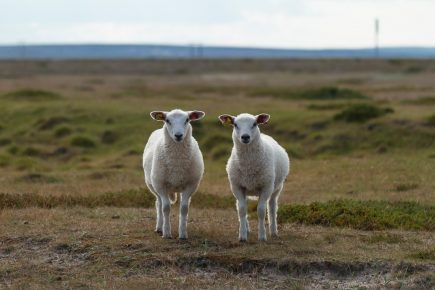 14 Homosexual Species In The Animal Kingdom You Never Knew - Facts.net