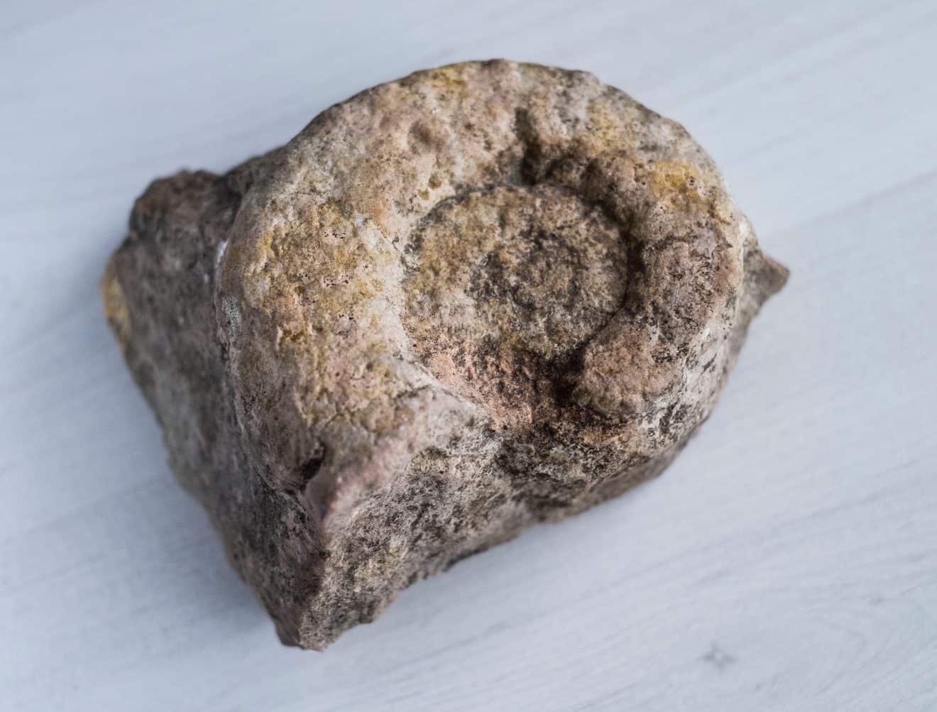 30 Bizarre Fossil Facts and Other Rare Finds - Facts.net