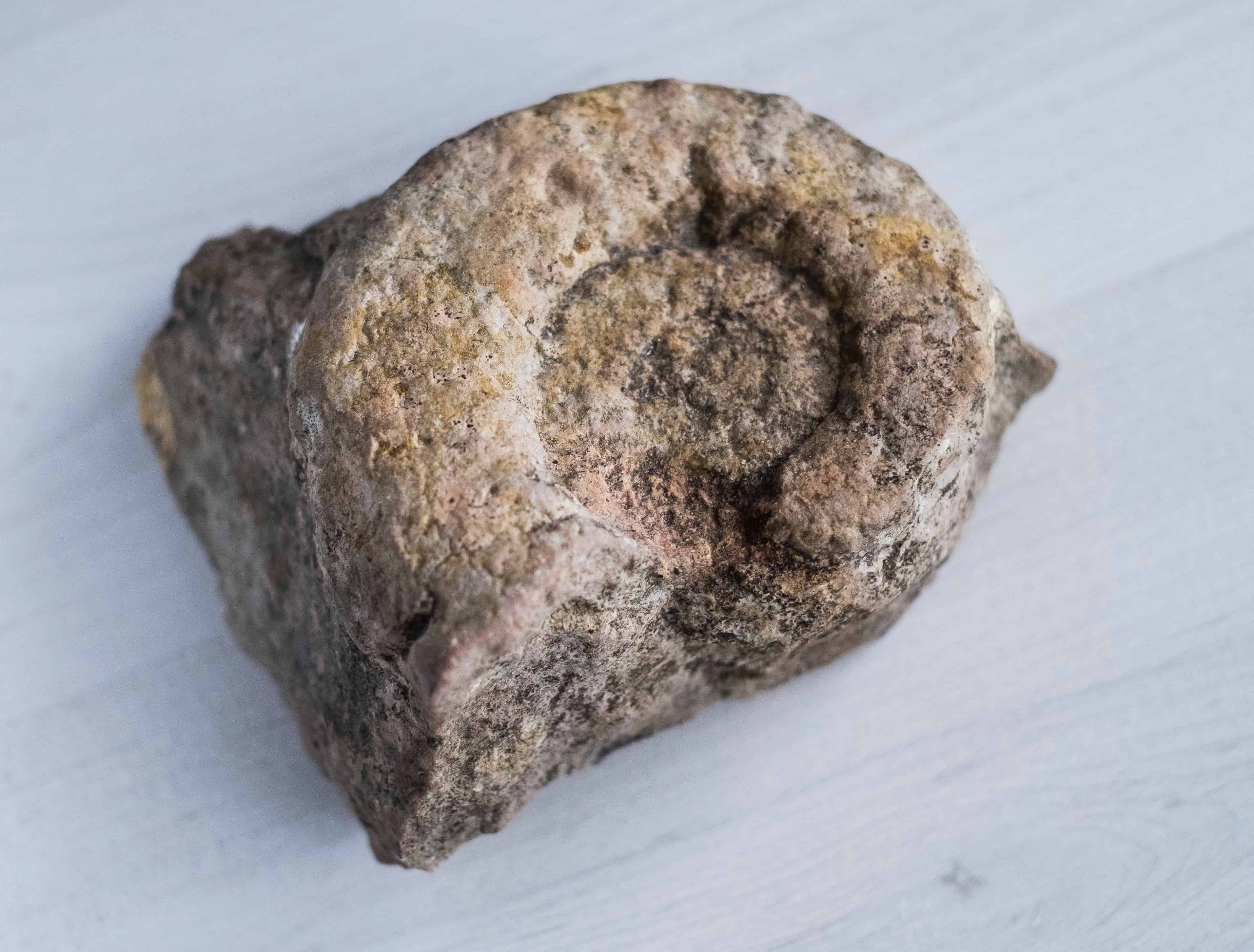 30 Bizarre Fossil Facts and Other Rare Finds - Facts.net