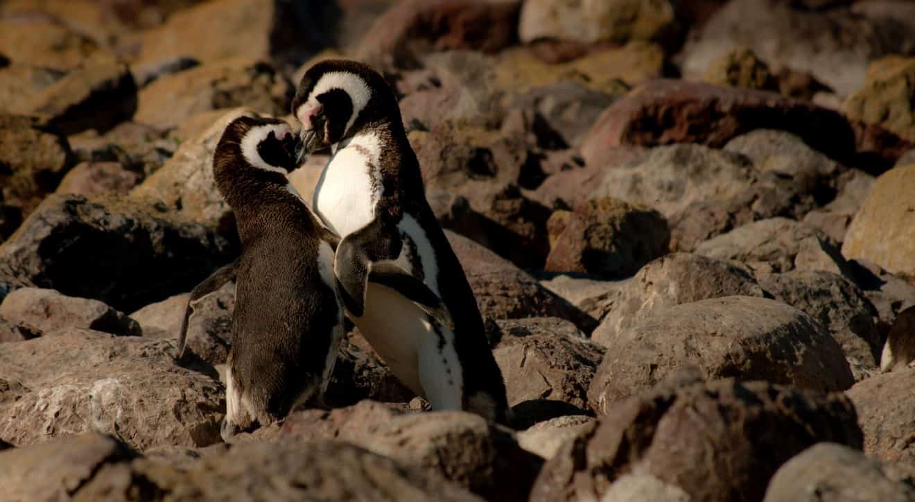 14 Homosexual Species In The Animal Kingdom You Never Knew - Facts.net