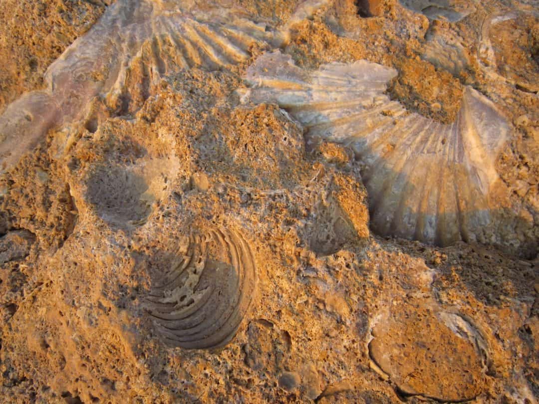 30 Bizarre Fossil Facts and Other Rare Finds - Facts.net