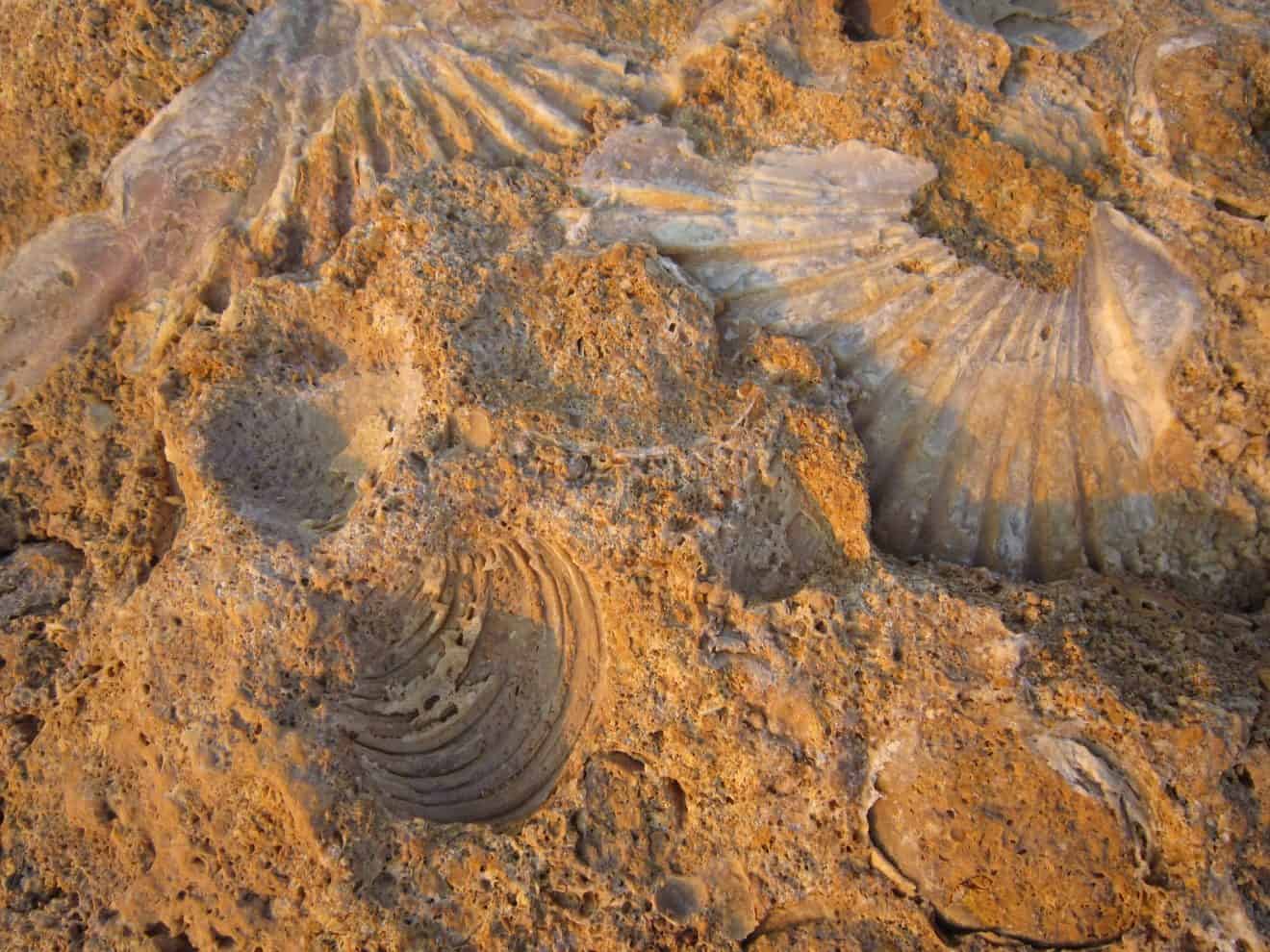 30 Bizarre Fossil Facts and Other Rare Finds - Facts.net