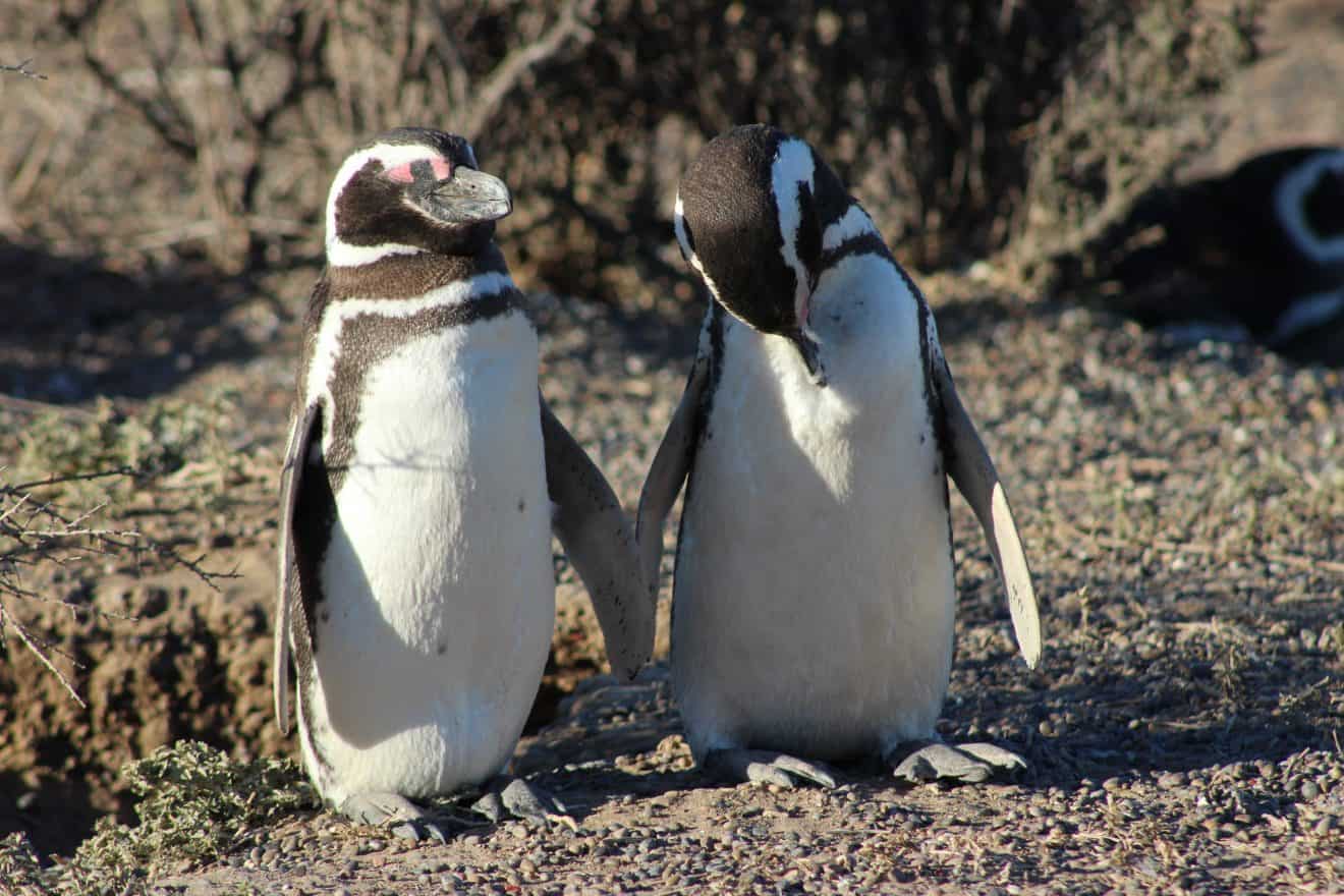 14 Homosexual Species In The Animal Kingdom You Never Knew - Facts.net