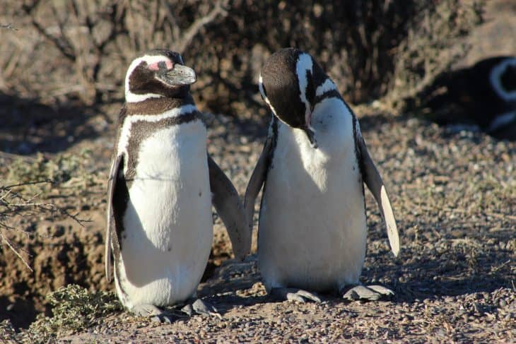 14 Homosexual Species In The Animal Kingdom You Never Knew - Facts.net