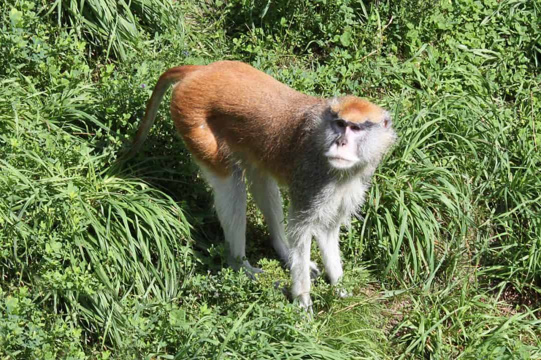 80 Cheeky Monkey Facts You Should Know - Facts.net