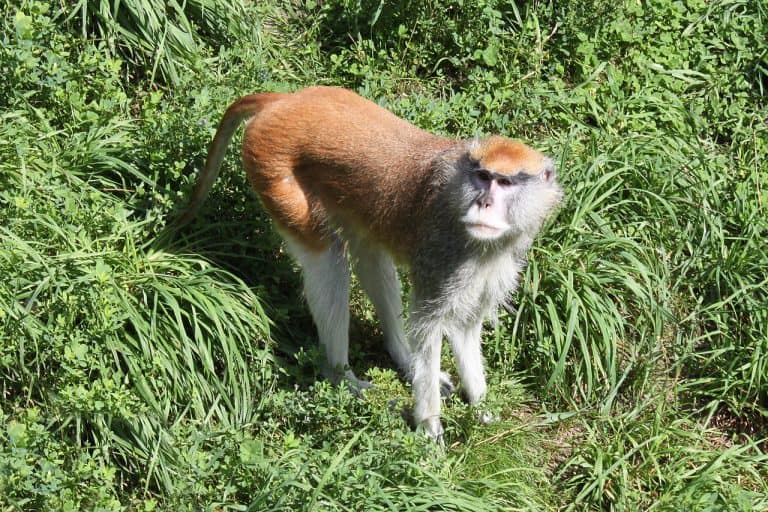 80 Cheeky Monkey Facts You Should Know - Facts.net