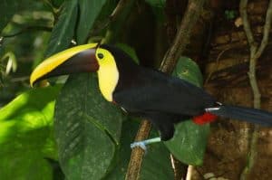 50 Surprising Toucan Facts To Brighten Up Your Life - Facts.net