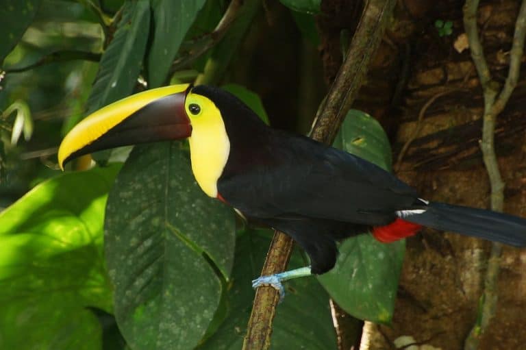50 Surprising Toucan Facts To Brighten Up Your Life - Facts.net