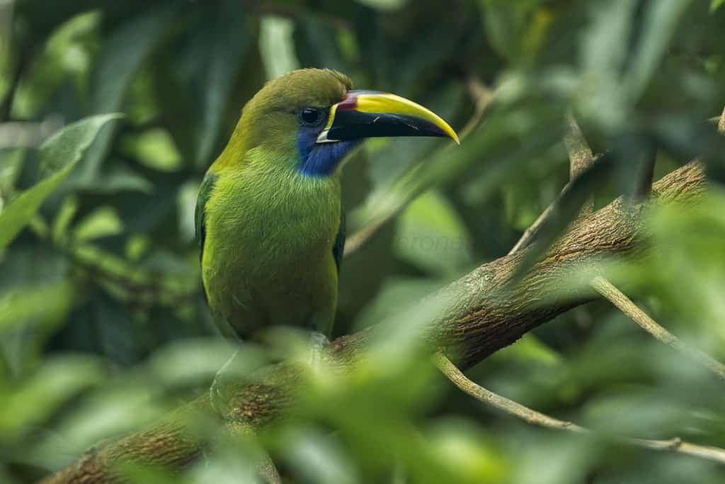 50 Surprising Toucan Facts To Brighten Up Your Life Facts Net
