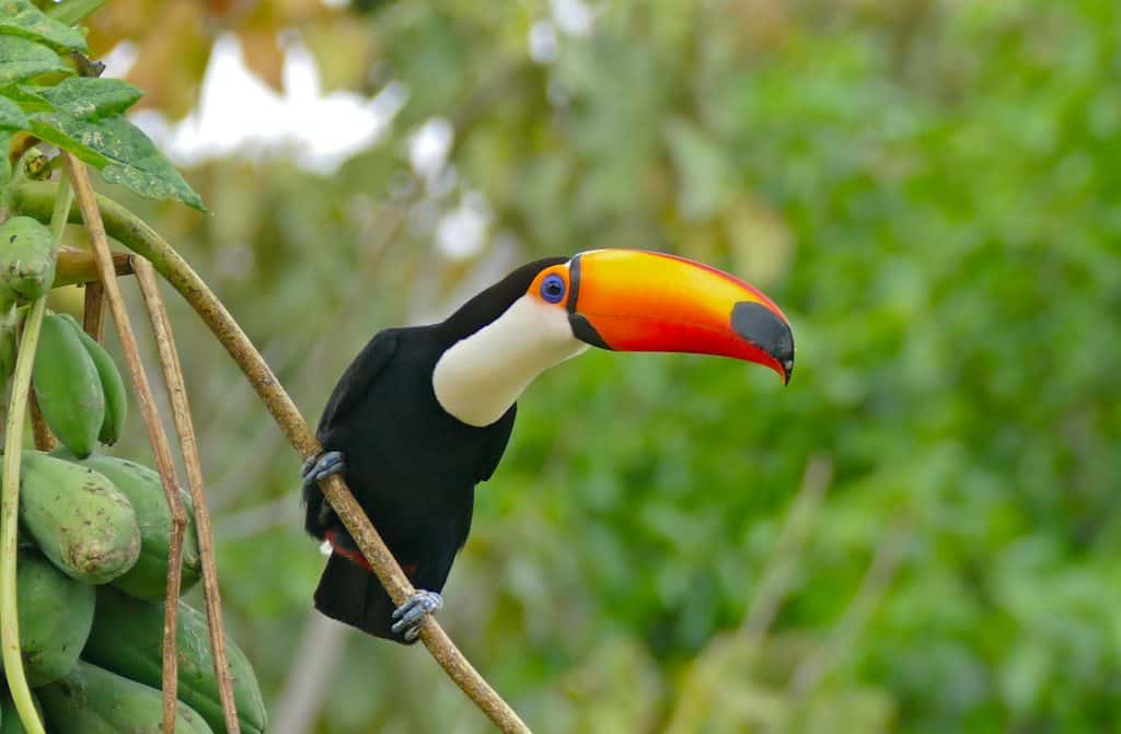 50 Surprising Toucan Facts To Brighten Up Your Life - Facts.net