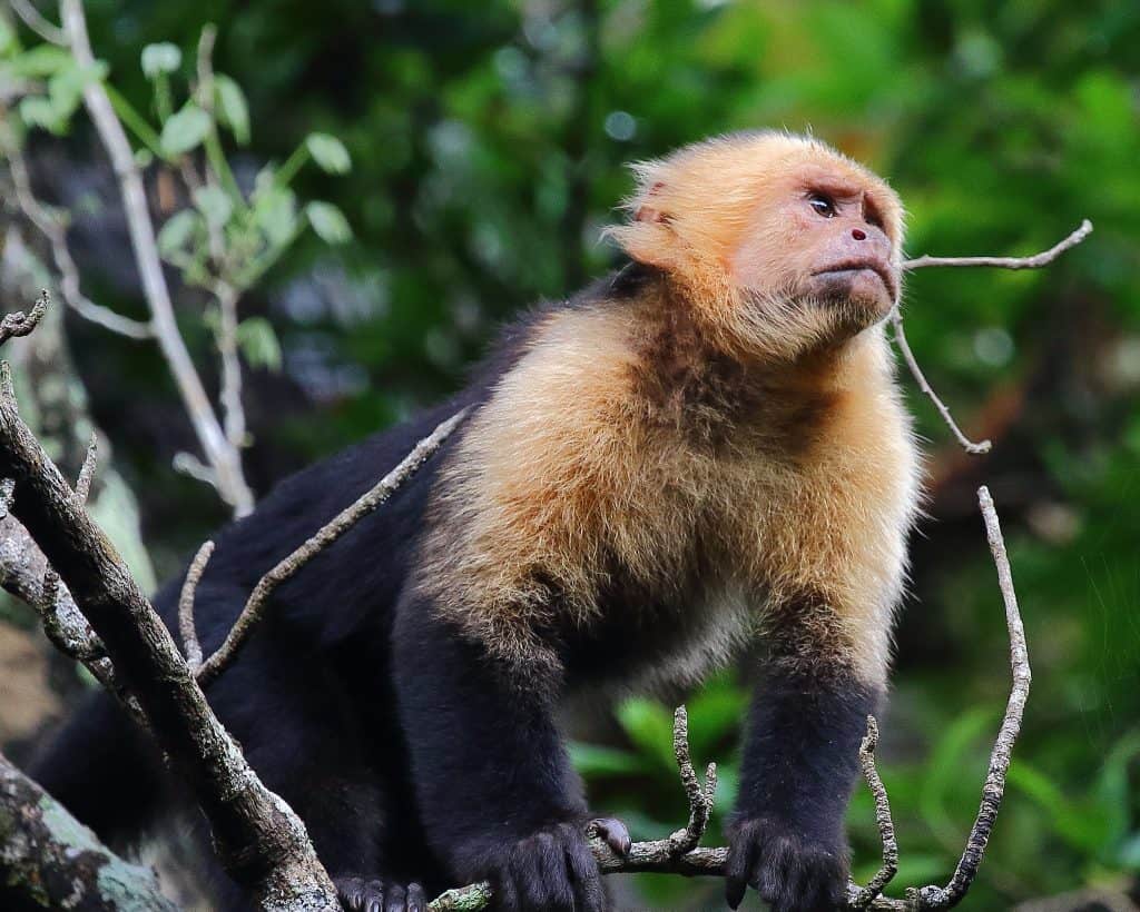 80 Cheeky Monkey Facts You Should Know - Facts.net