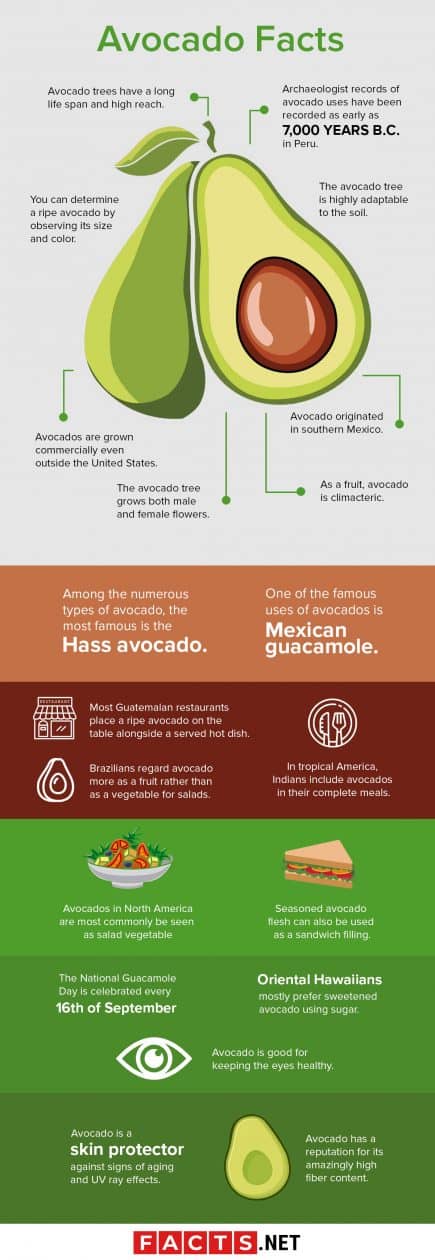 50 Important Avocado Facts You Must Know Immediately - Facts.net