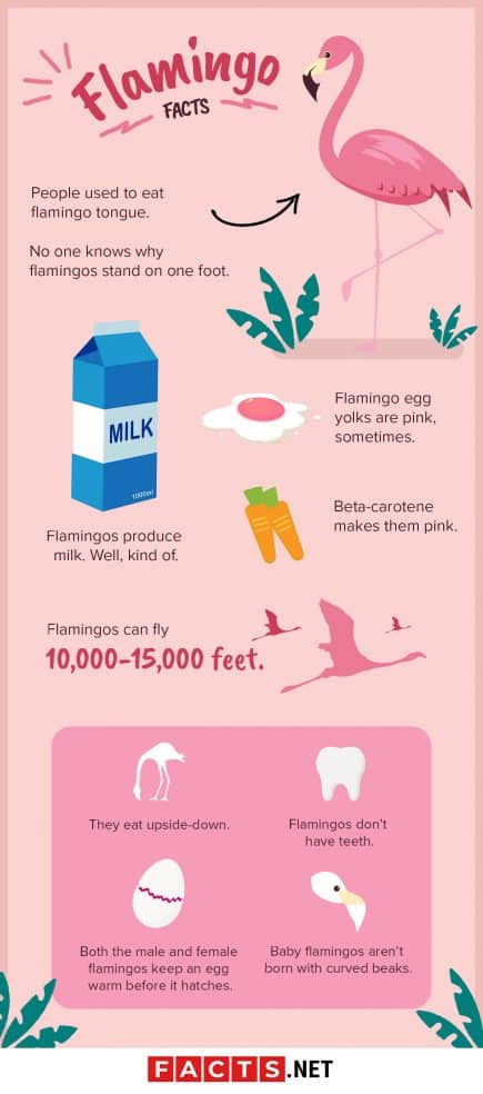 30 Strange Flamingo Facts That You Never Knew About - Facts.net