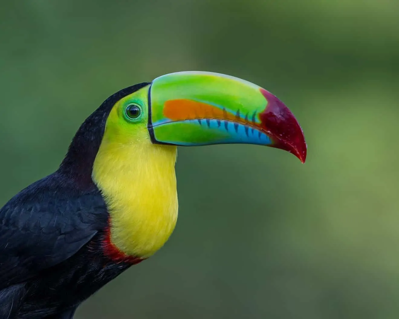 50 Surprising Toucan Facts To Brighten Up Your Life - Facts.net