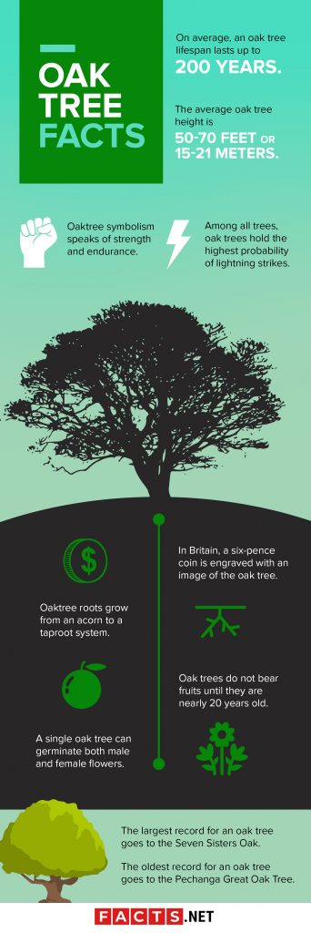 30 Mighty Oak Tree Facts You Never Knew - Facts.net
