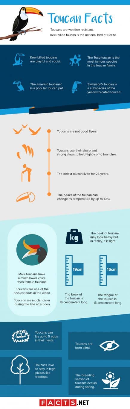 50 Surprising Toucan Facts To Brighten Up Your Life - Facts.net