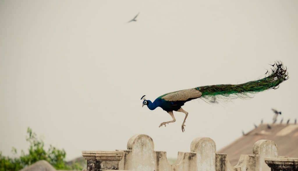 50 Beautiful Peacock Facts You Should Not Miss - Facts.net