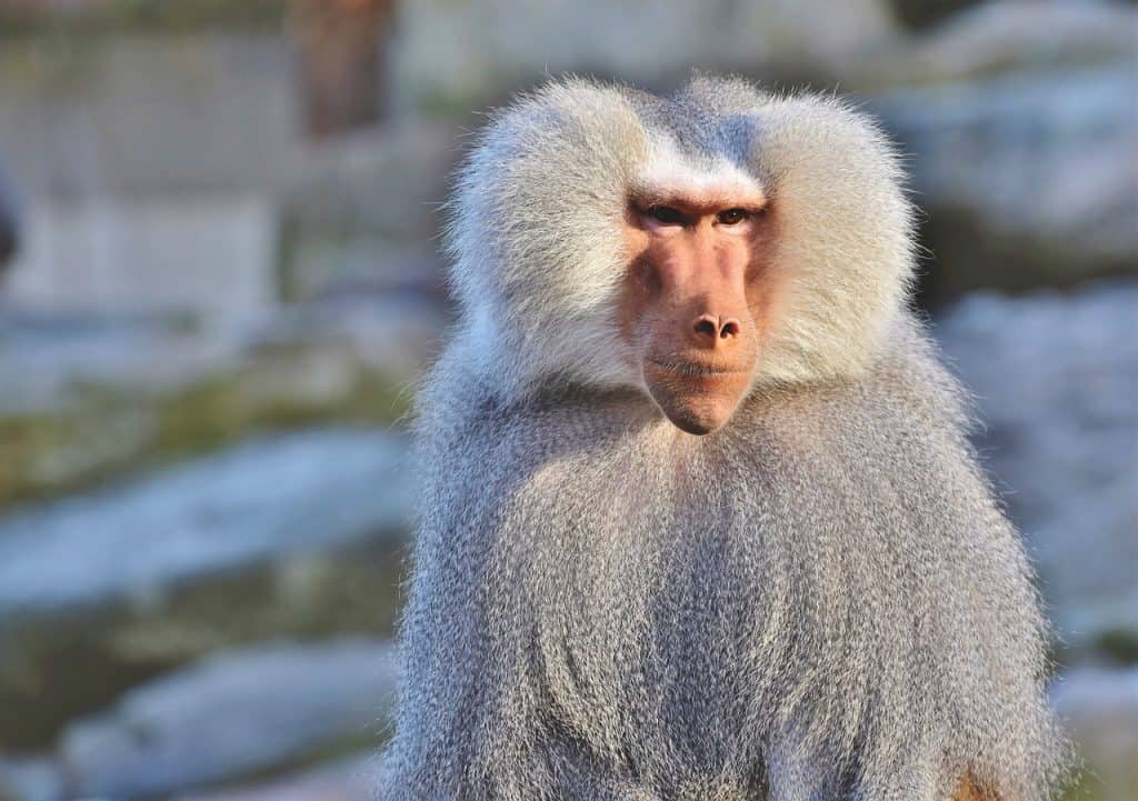 80 Cheeky Monkey Facts You Should Know - Facts.net