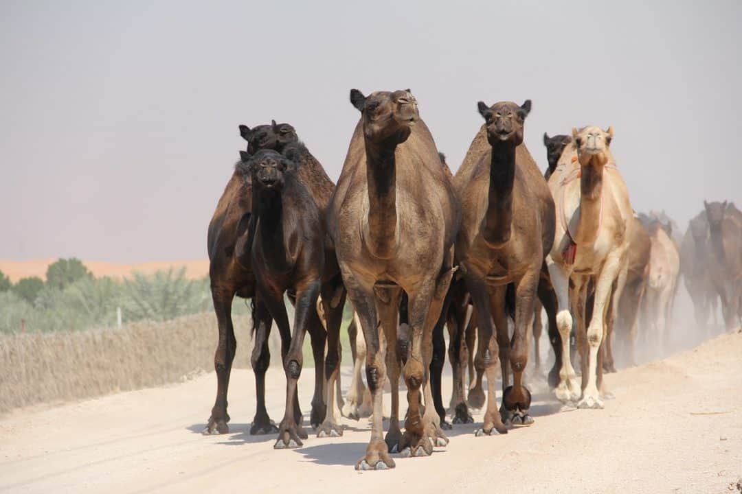 50 Amazing Camel Facts About This Unique Animal - Facts.net