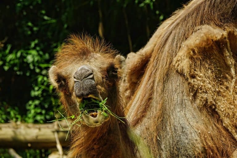 50 Amazing Camel Facts About This Unique Animal - Facts.net