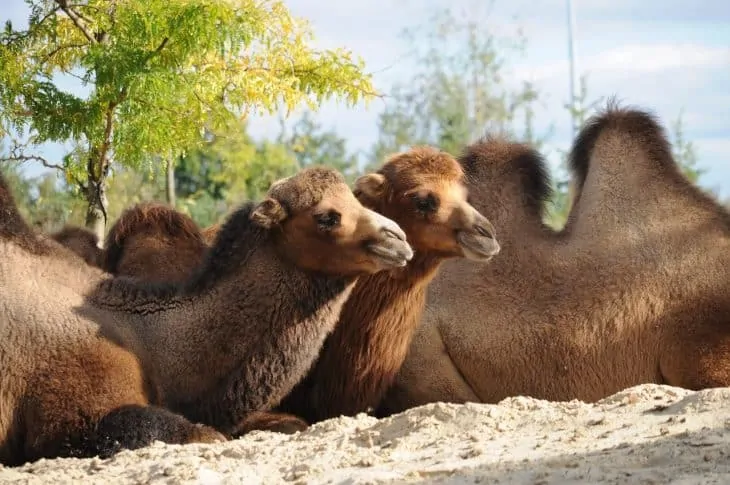 50 Amazing Camel Facts About This Unique Animal - Facts.net