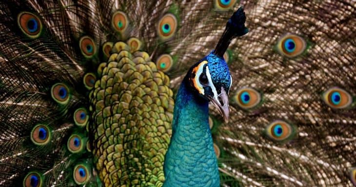 50 Beautiful Peacock Facts You Should Not Miss - Facts.net