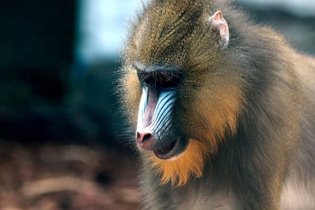 80 Cheeky Monkey Facts You Should Know - Facts.net