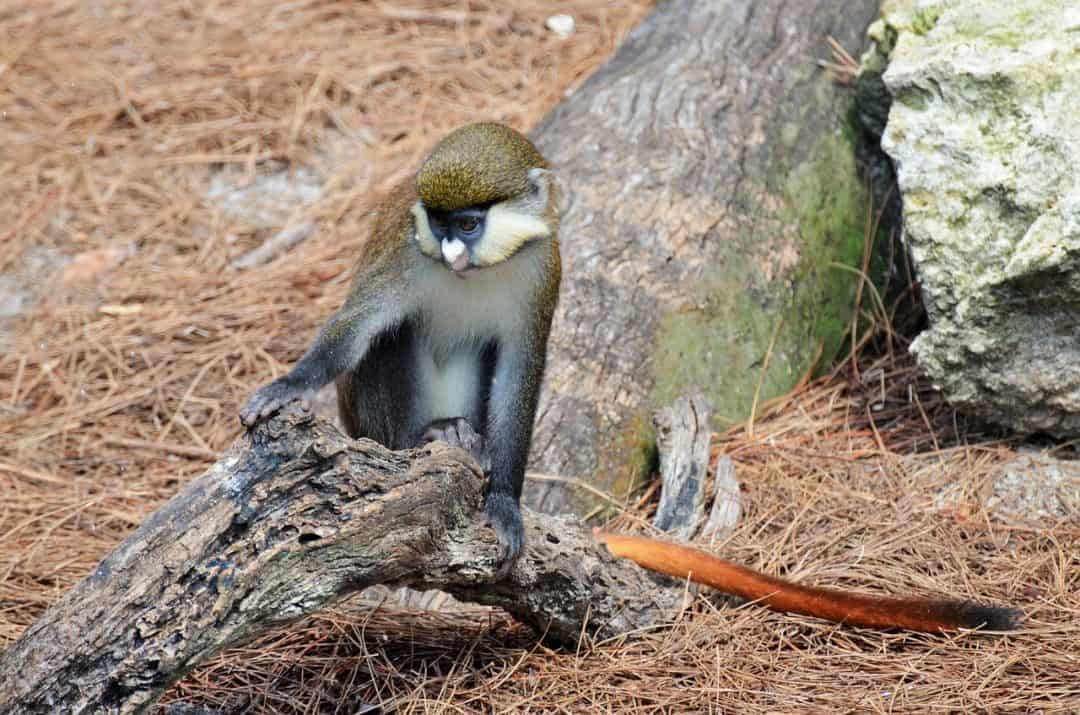 80 Cheeky Monkey Facts You Should Know - Facts.net