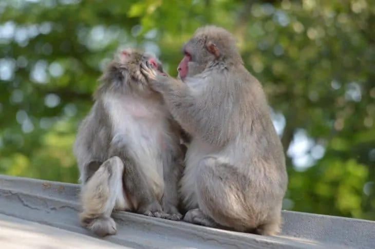 80 Cheeky Monkey Facts You Should Know - Facts.net