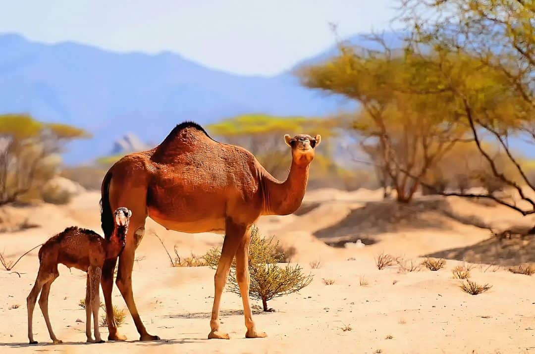 50 Amazing Camel Facts About This Unique Animal - Facts.net