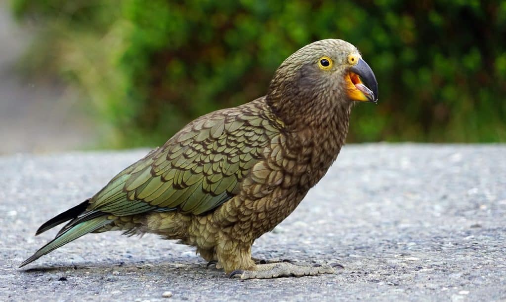 100 Amazing Facts About New Zealand Only The Kiwis Know - Facts.net