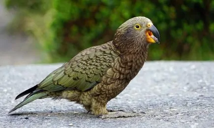 100 Amazing Facts About New Zealand Only The Kiwis Know - Facts.net
