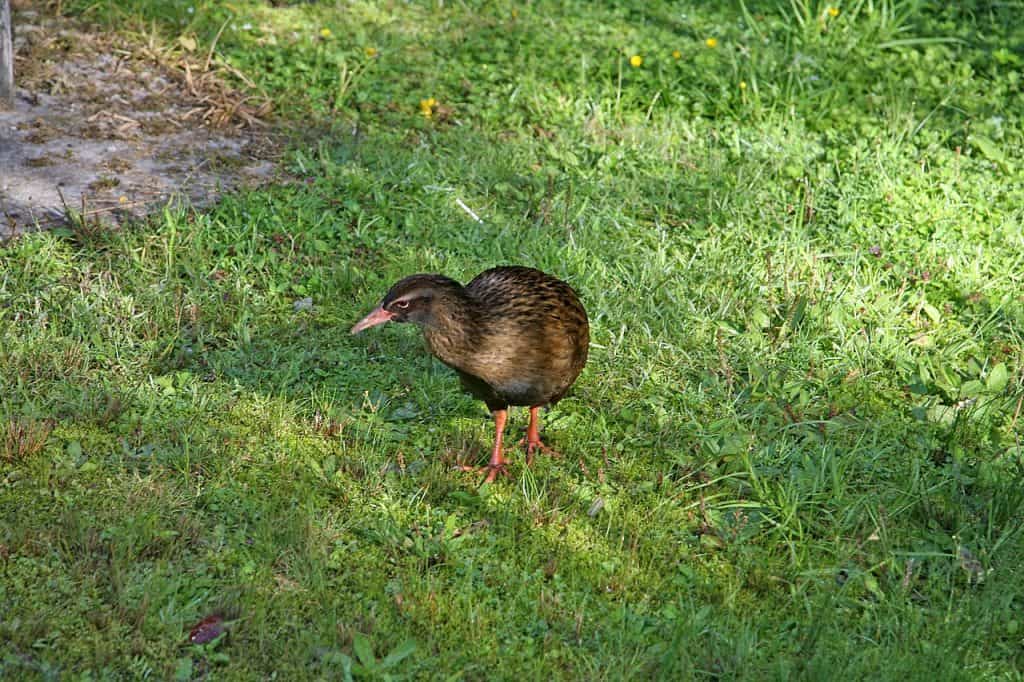 100 Amazing Facts About New Zealand Only The Kiwis Know - Facts.net