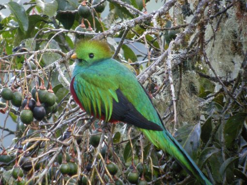 80 Fascinating Guatemala Facts You Cannot Miss - Facts.net
