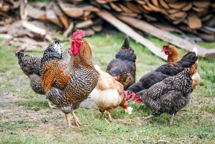 70 Chicken Facts That Are Truly Peck-culiar - Facts.net