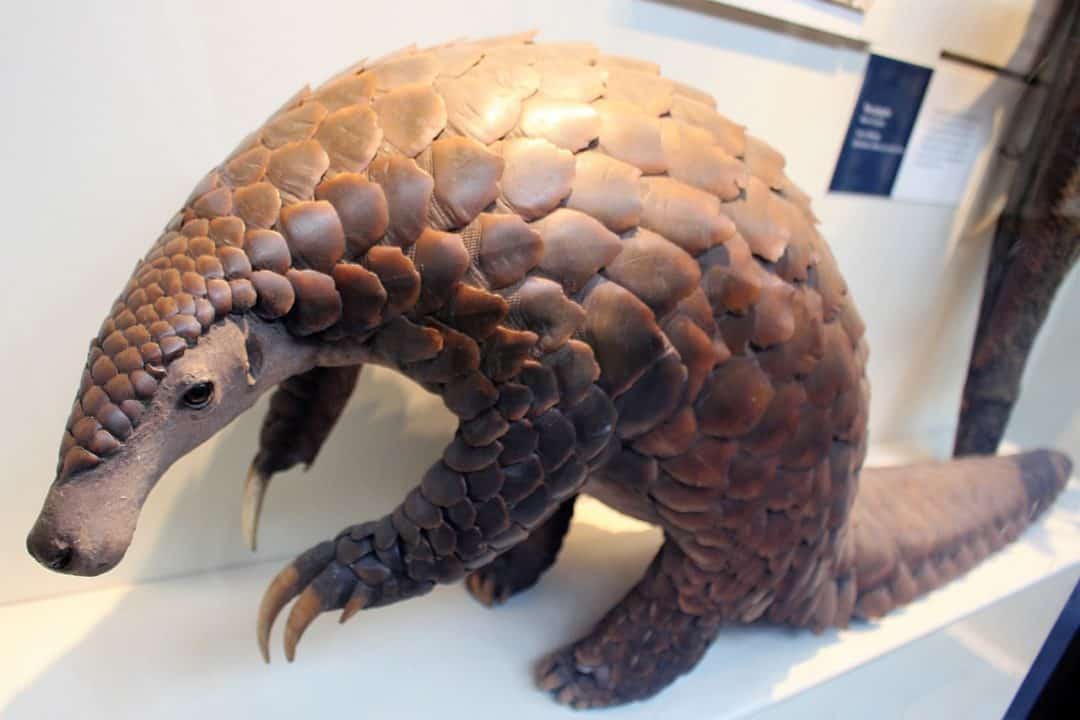 50 Interesting Pangolin Facts You Have to Know About - Facts.net